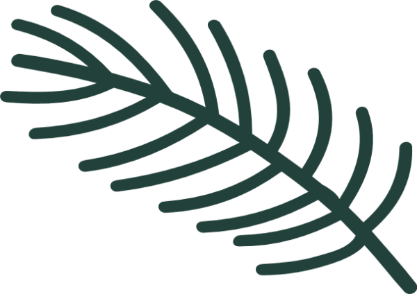 Line drawn twig Free SVG File for Members - Spruce tree twig Clipart ...